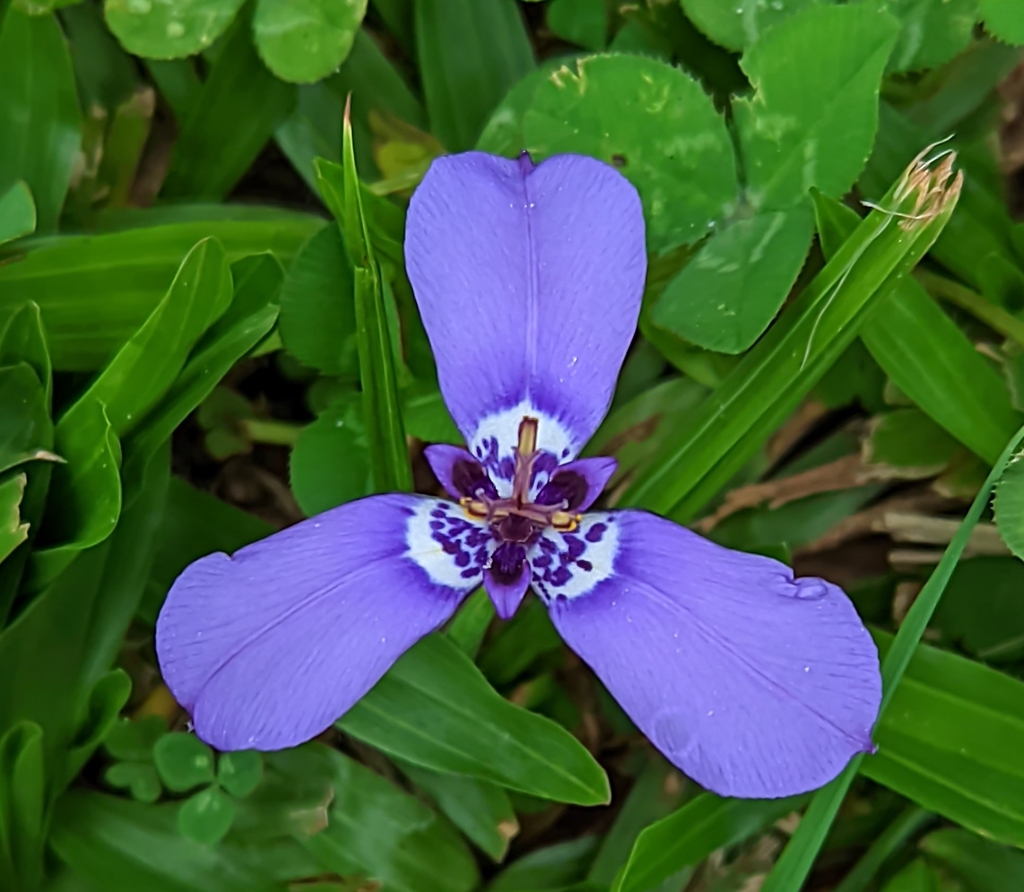 Prairie Nymph from Guarapuava, PR, 85035, Brasil on October 17, 2023 at ...