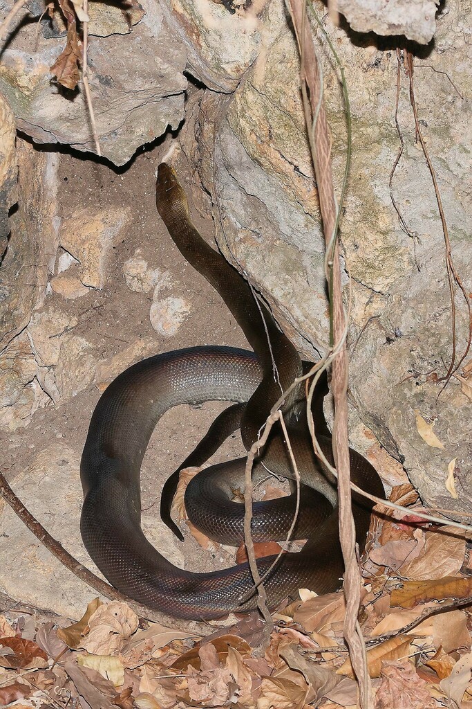 Macklot's Python from Rote Ndao Regency, East Nusa Tenggara, Indonesia ...