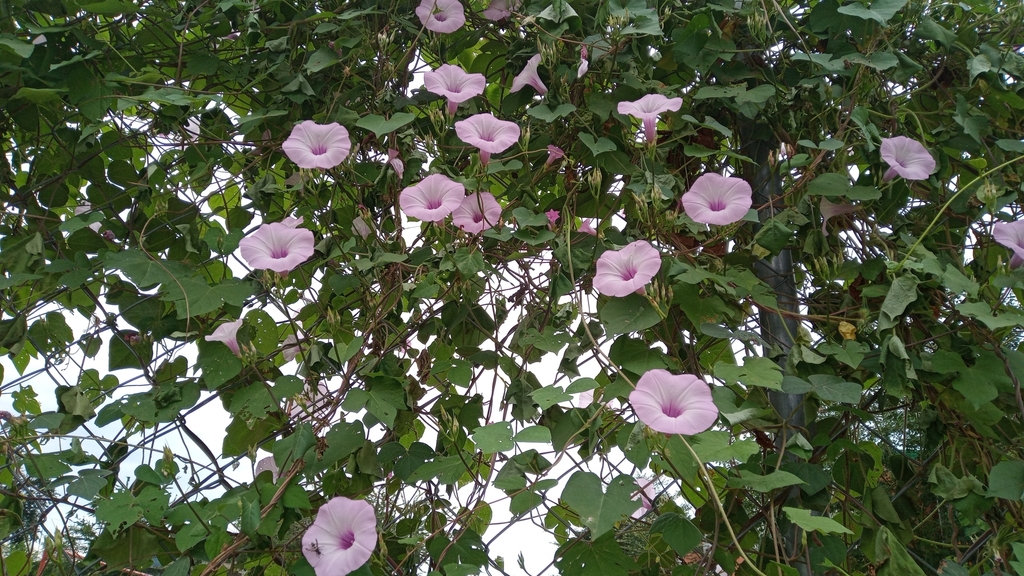 Ipomoea trifida from Los Cuirindales, 61900 Nocupétaro de Morelos, Mich ...