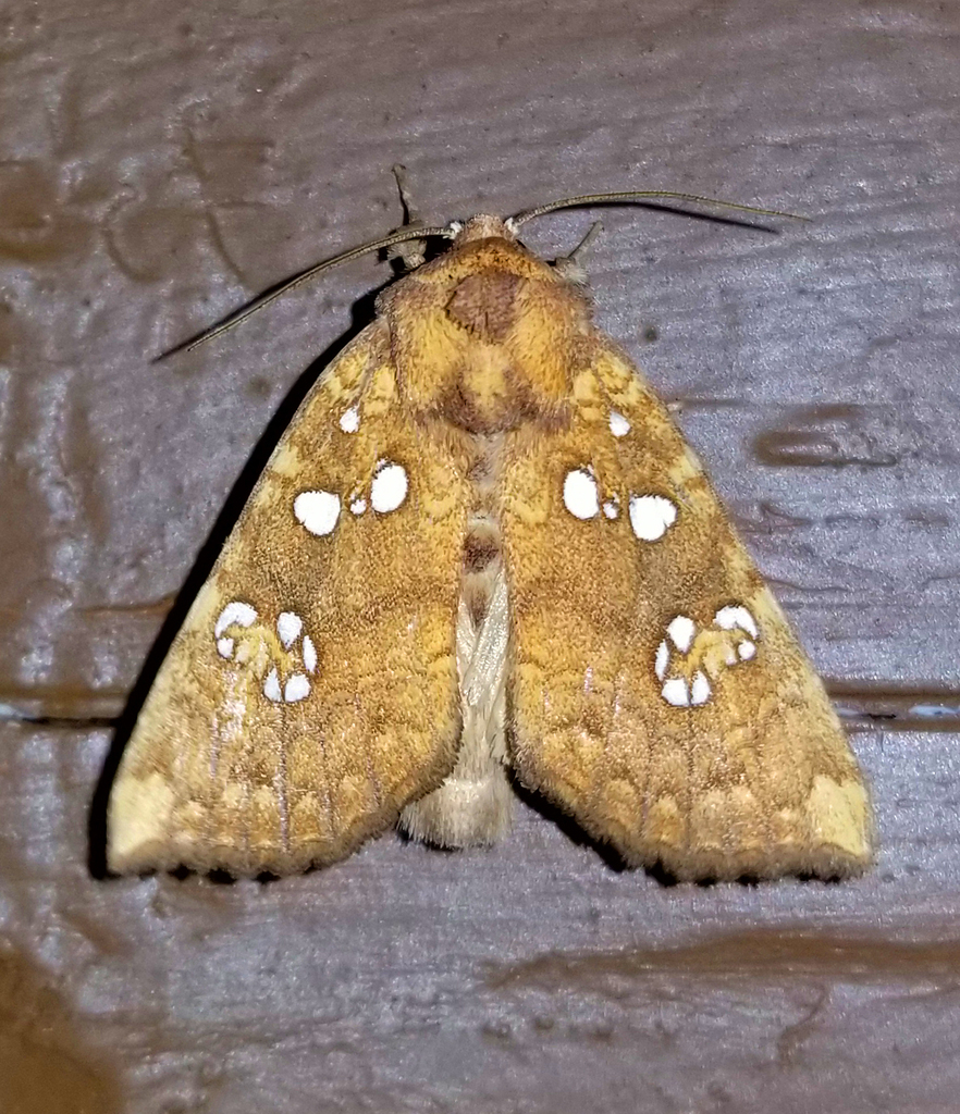 Ash Tip Borer Moth from Fentress County, TN, USA on October 11, 2023 at ...