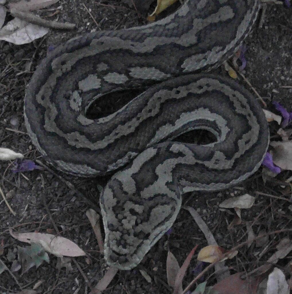 Carpet Python from Watsonville QLD 4887, Australia on October 17, 2023 ...
