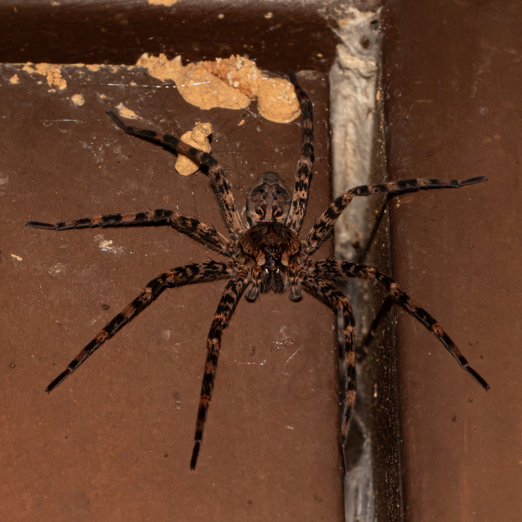 Dark Fishing Spider from Anne Arundel County, MD, USA on October 12 ...