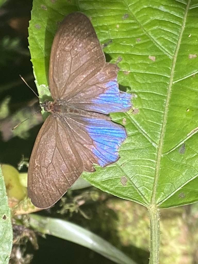 Blue-topped Satyr from Archidona, Napo, EC on October 16, 2023 at 02:11 ...