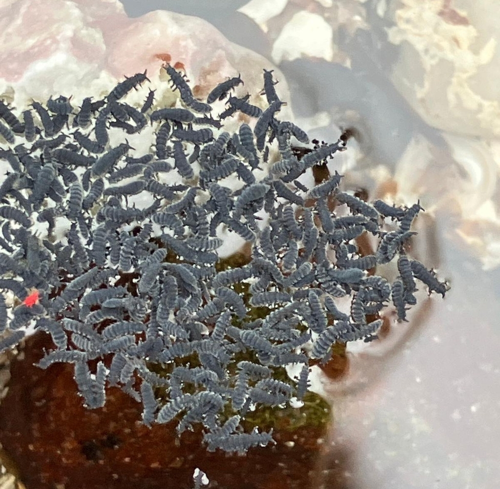 Seashore Springtail from Isle of Cumbrae, UK on October 6, 2023 at 11: ...