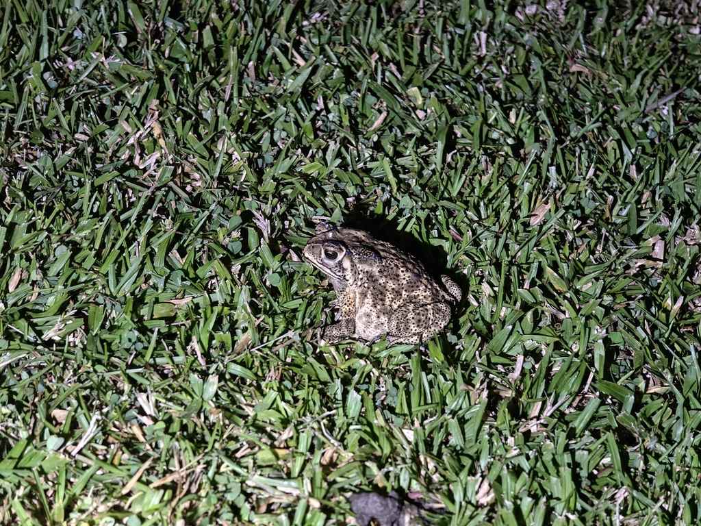 Asian Common Toad from 泰源幽谷 on October 17, 2023 at 08:45 PM by Ating ...