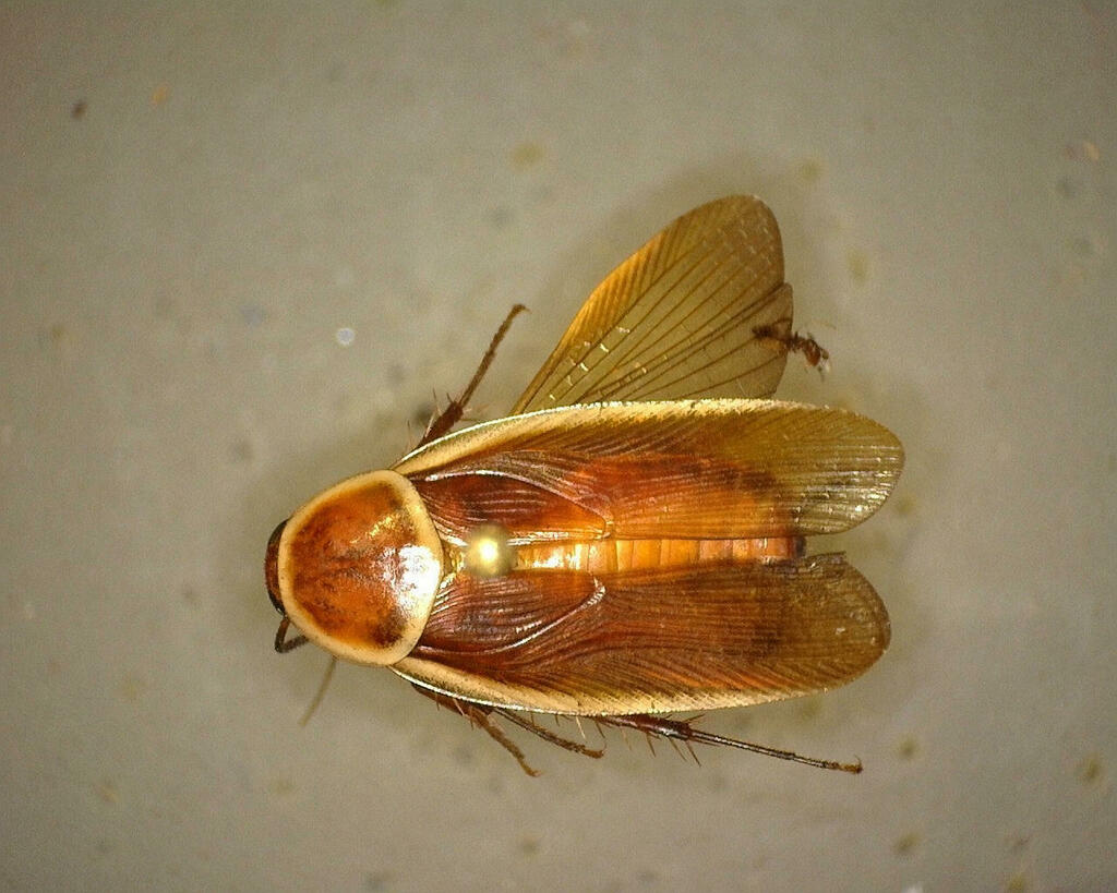 Pale-bordered Field Cockroach from Kimble County, TX, USA on June 27 ...