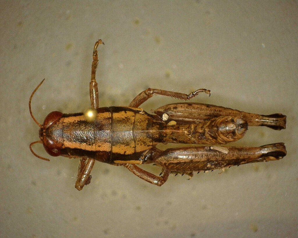 Short-horned Grasshoppers and Locusts from Kimble County, TX, USA on ...