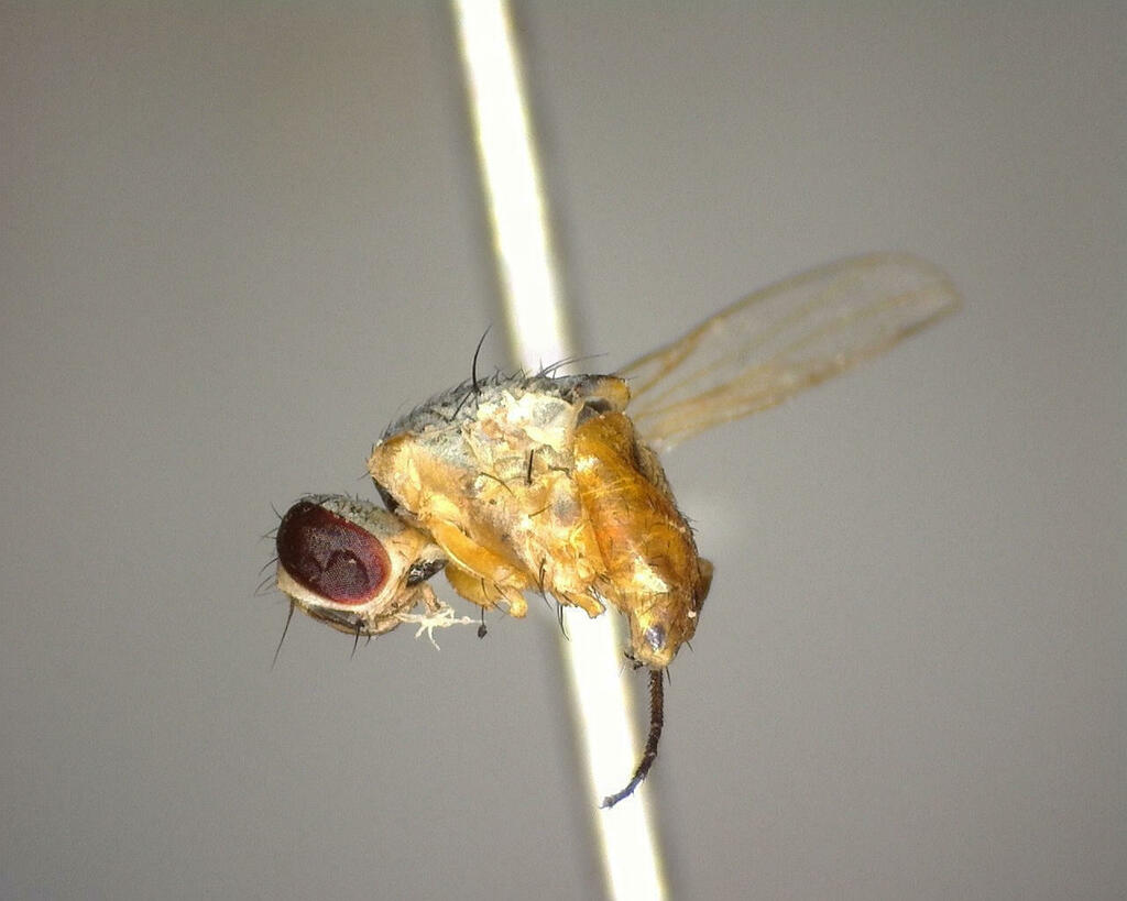 Shoot Flies from Kimble County, TX, USA on June 27, 2023 at 09:53 AM by ...