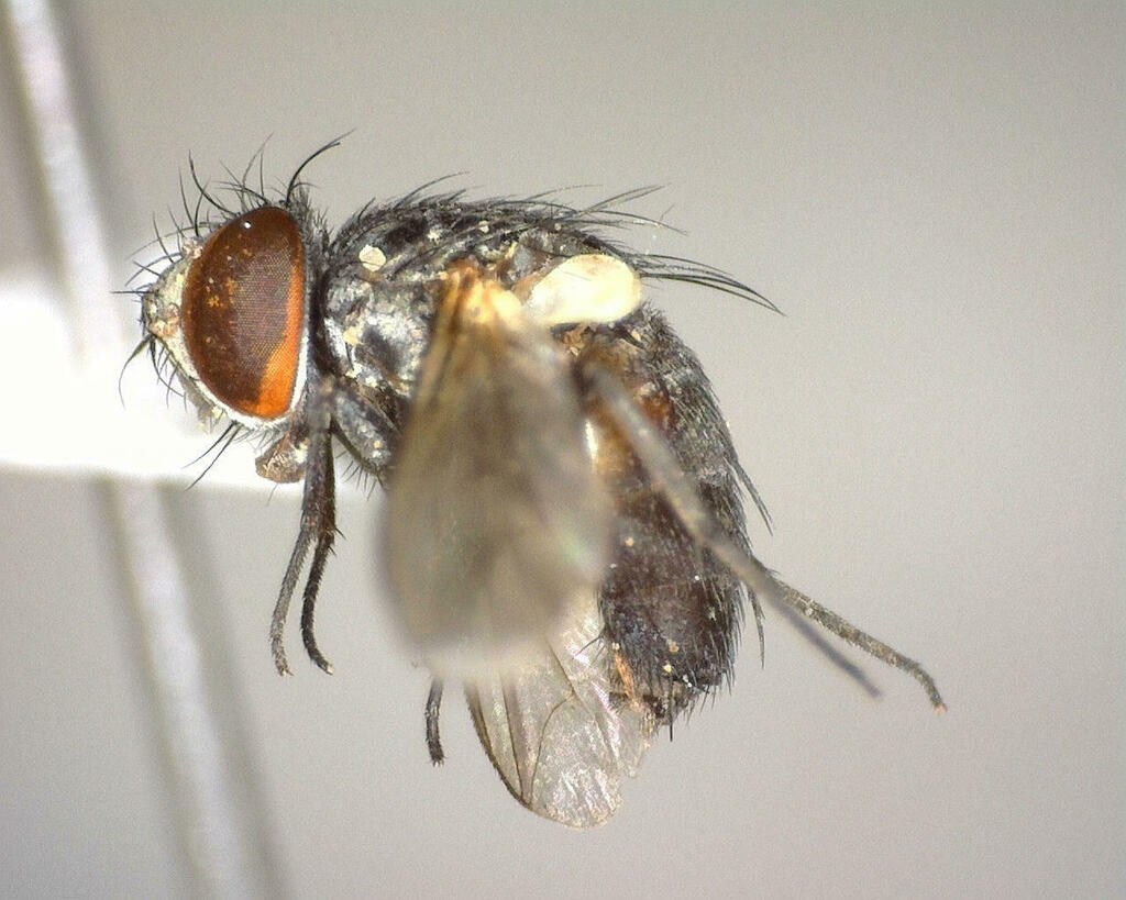 Bot Flies, Blow Flies, and Allies from Kimble County, TX, USA on June ...