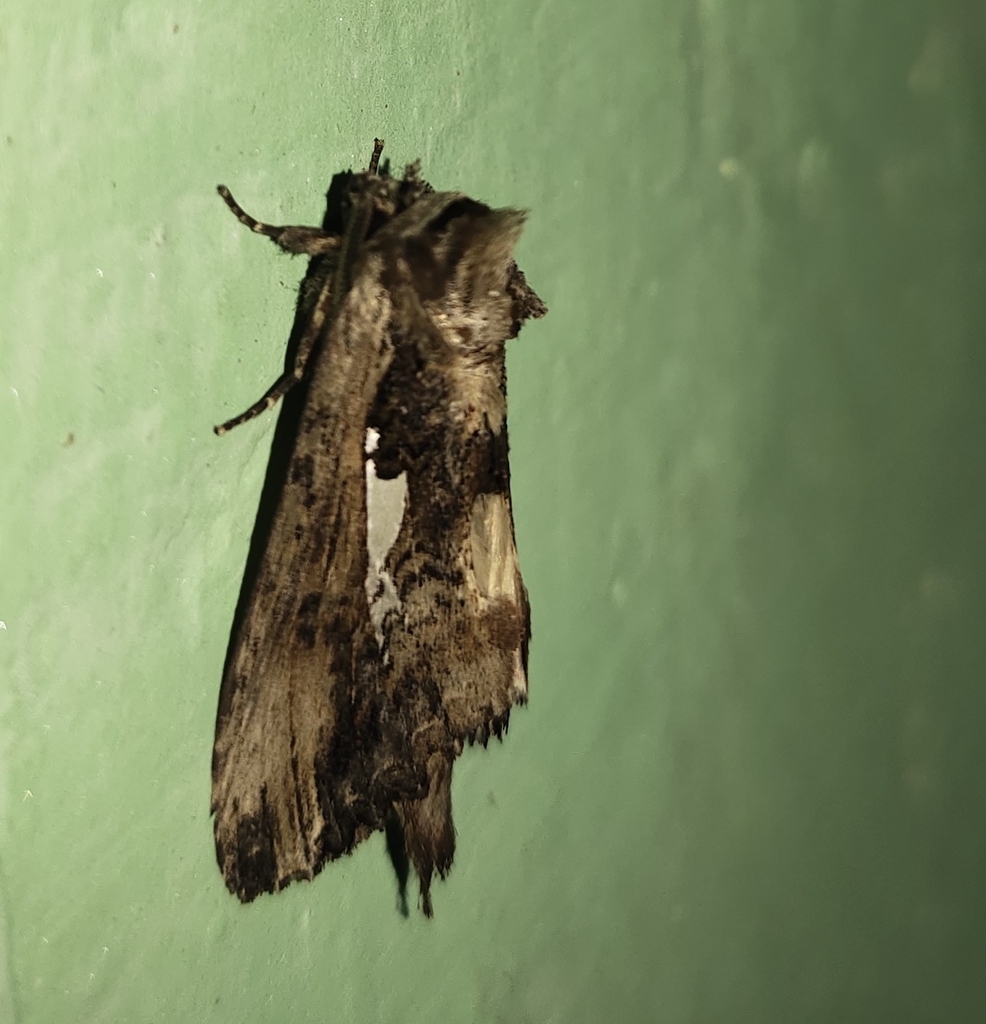 Prominent Moths from Chaurakund, Maharashtra, India on October 17, 2023 ...