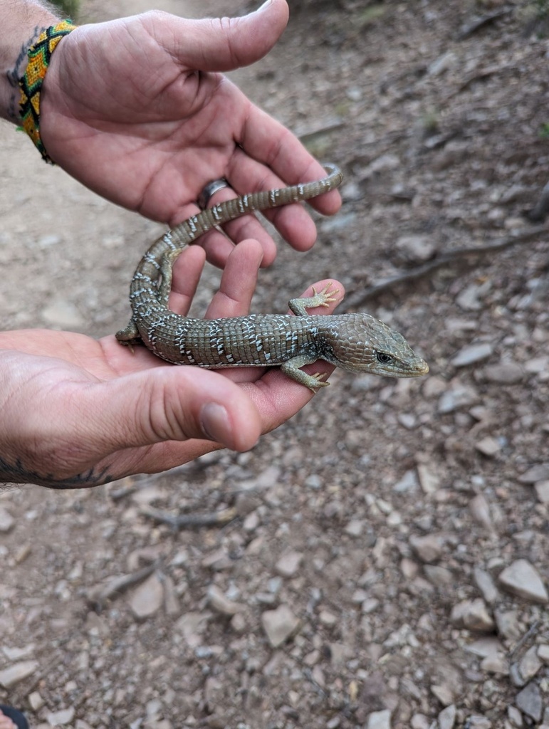 Texas Alligator Lizard from Big Bend National Park, Alpine, TX, US on ...