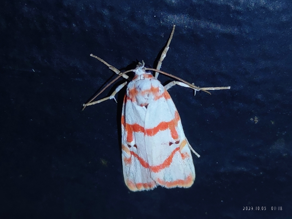 Cyana hamata in October 2023 by 九天 · iNaturalist