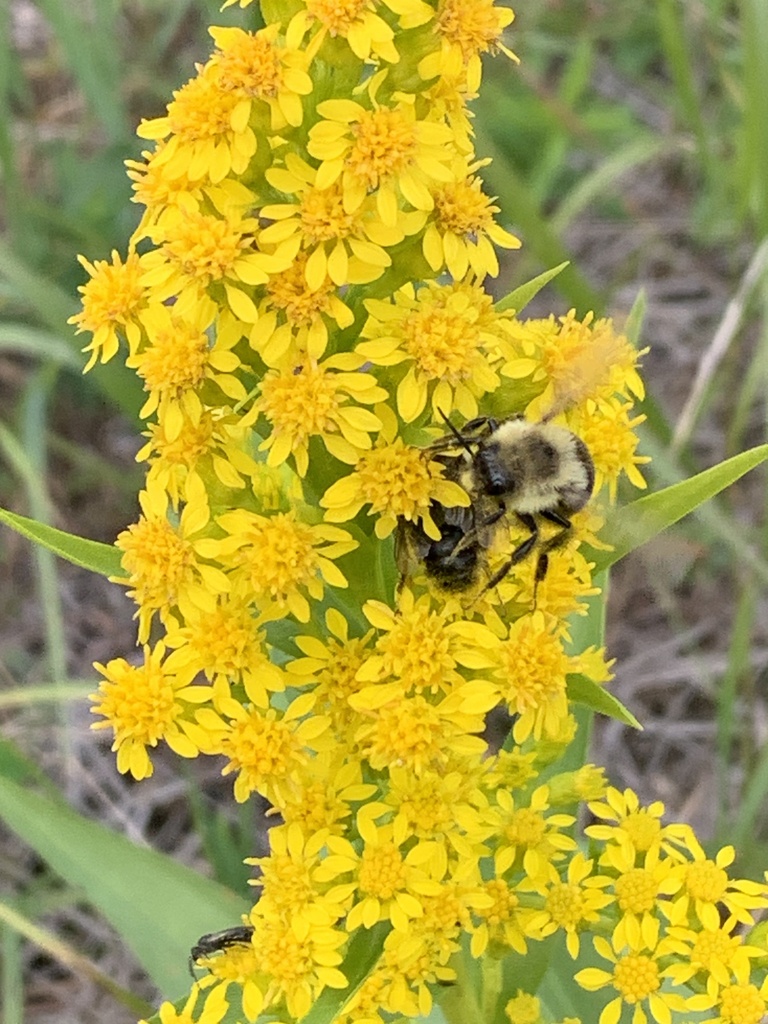 Common Eastern Bumble Bee from Idlewild Park, New York, NY, US on ...