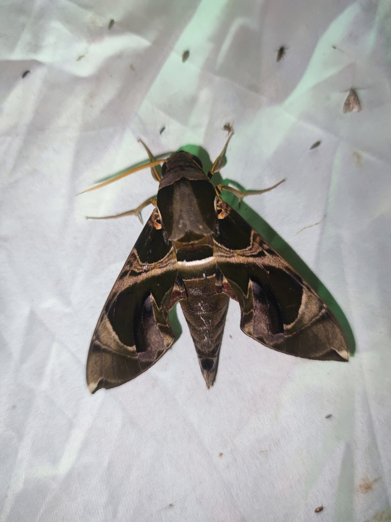 Jade Hawkmoth from Beihai, CN-GX, CN on October 13, 2023 at 08:56 PM by ...
