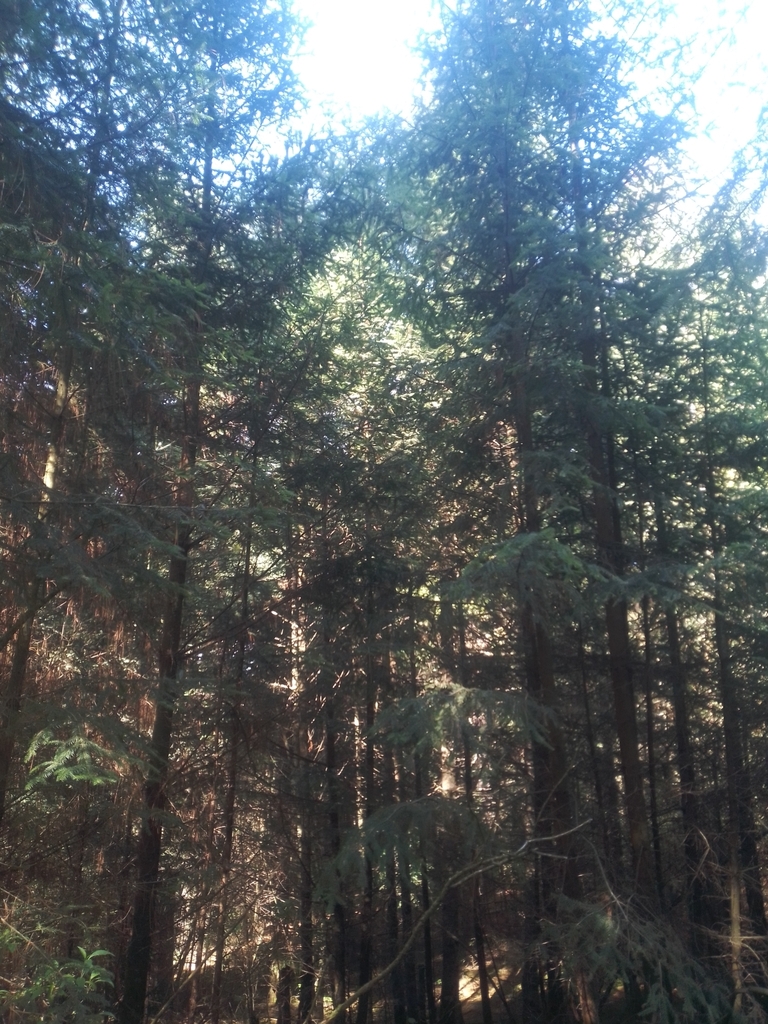 Abies religiosa mexicana in October 2023 by Pedro Enriquez Enriquez ...