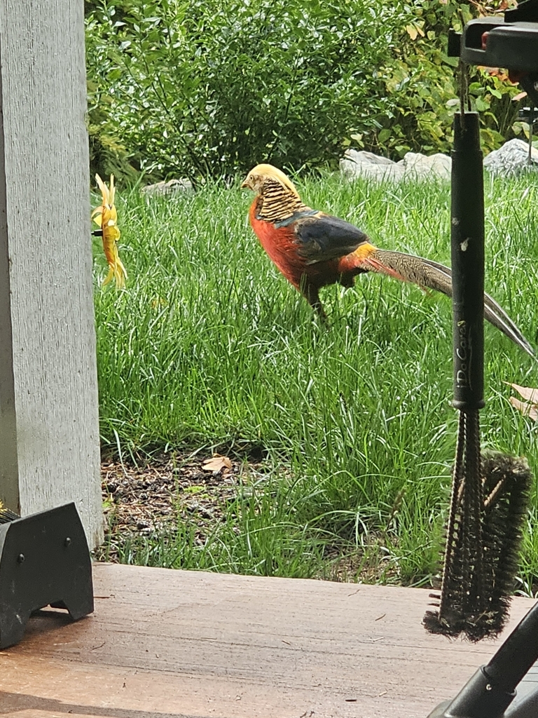 Golden Pheasant from Lake Forest Park, WA 98155, USA on October 17 ...