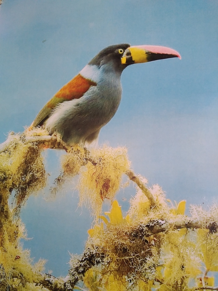 Gray-breasted Mountain-Toucan in October 2023 by Janet Farfan Garcia ...