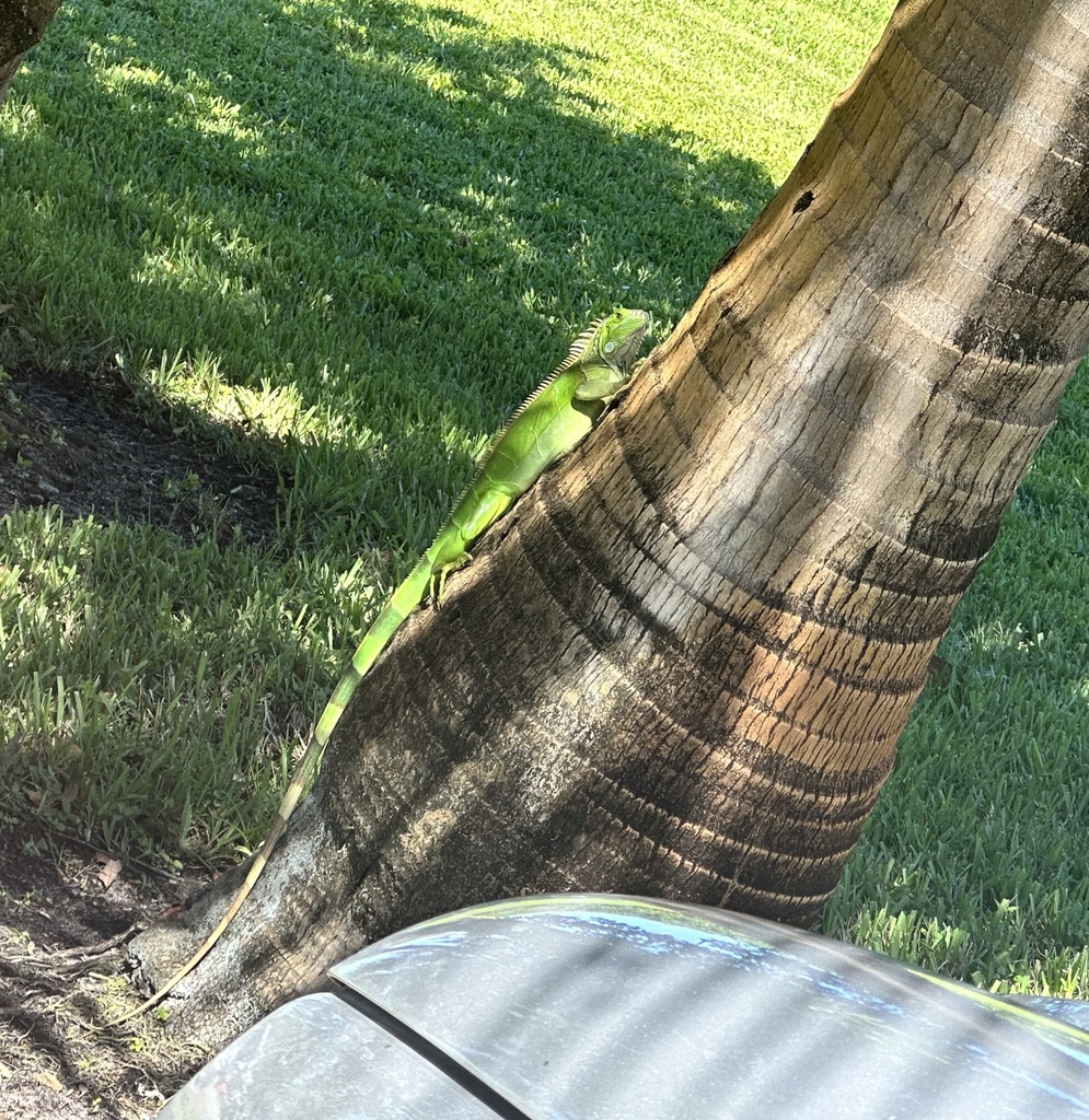 Green Iguana from SE Hobe Ridge Ave, Hobe Sound, FL, US on October 17 ...