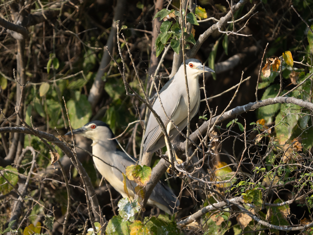 Old World Black-crowned Night Heron from Ngamiland North, Botswana on ...