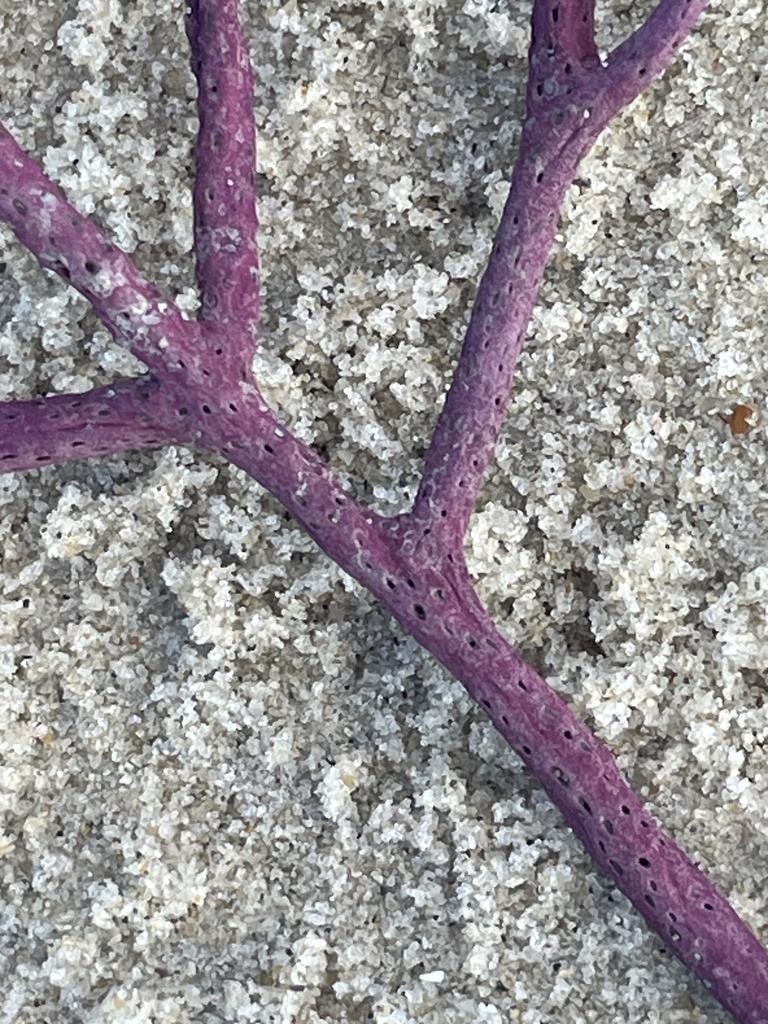 Colorful Sea Whip from Chesapeake Bay, Cape Charles, VA, US on October ...