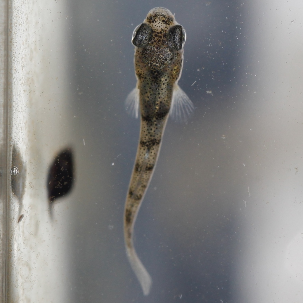 Typical Killifishes from Washington County, RI, USA on August 21, 2023 ...