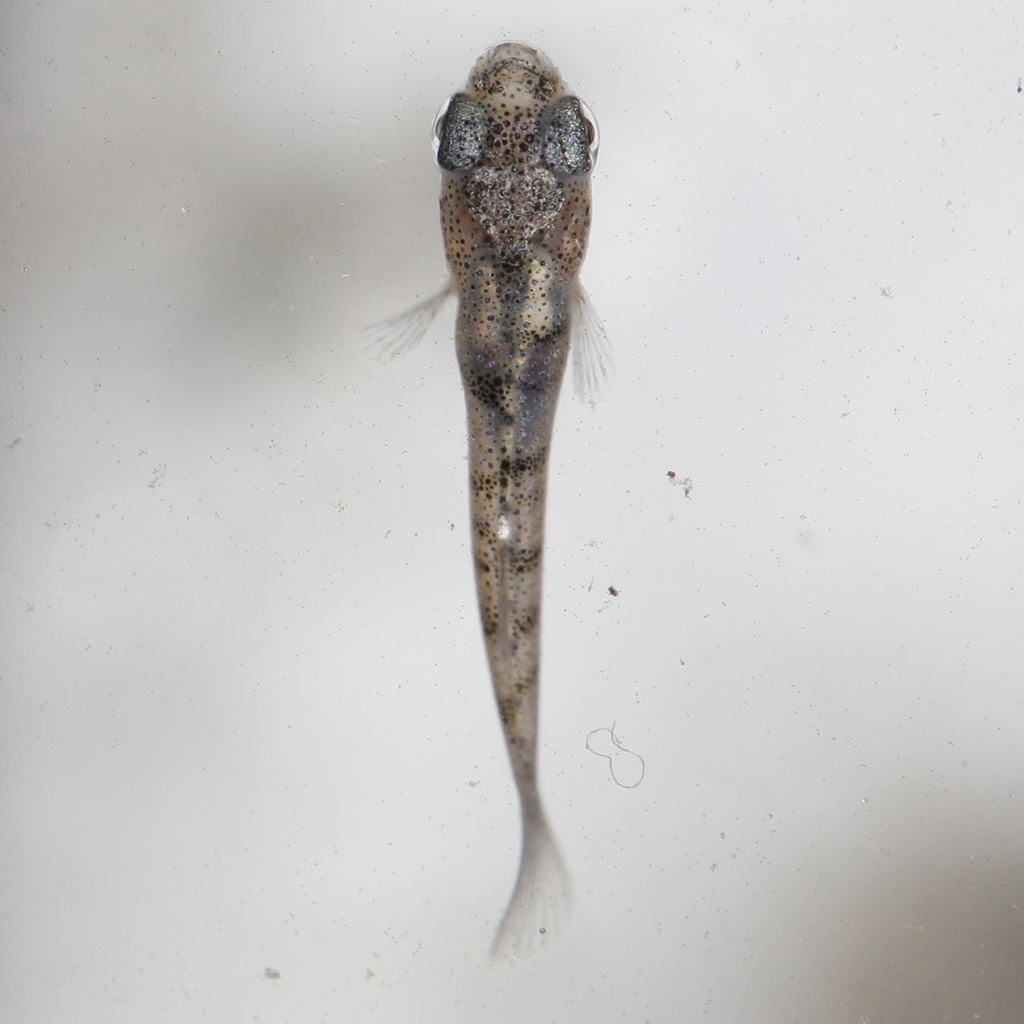 Typical Killifishes from Washington County, RI, USA on August 21, 2023 ...