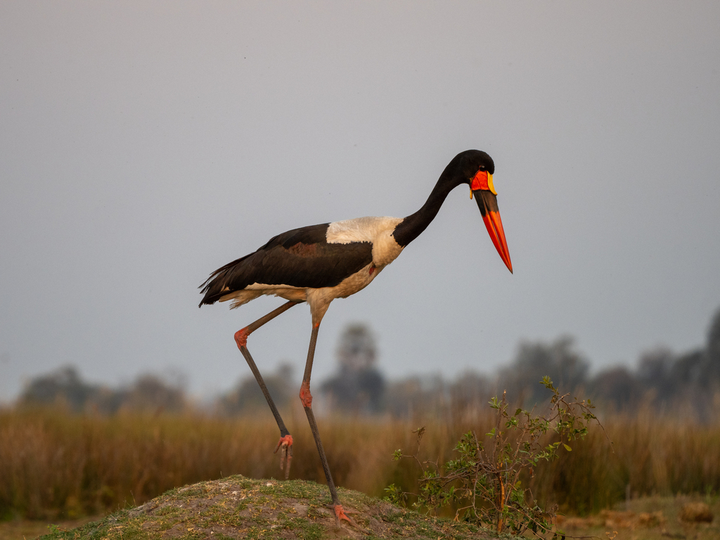 Saddle-billed Stork from Ngamiland North, Botswana on August 21, 2023 ...