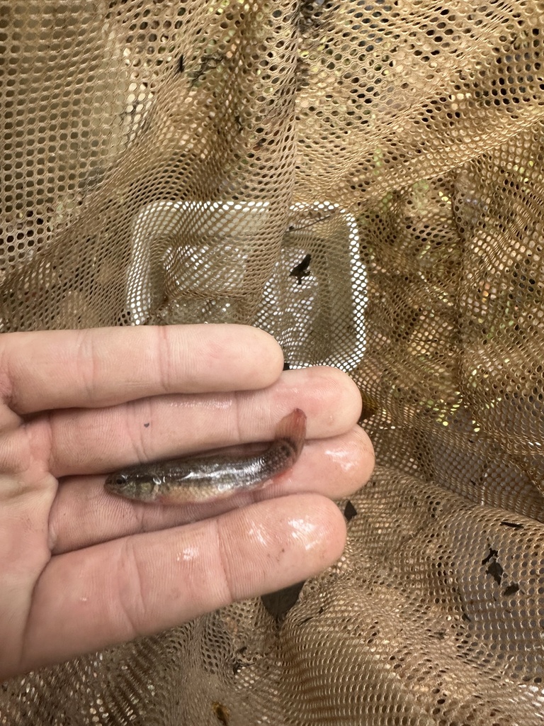 Eastern Mudminnow from Farmville, VA, US on October 17, 2023 at 02:01 ...