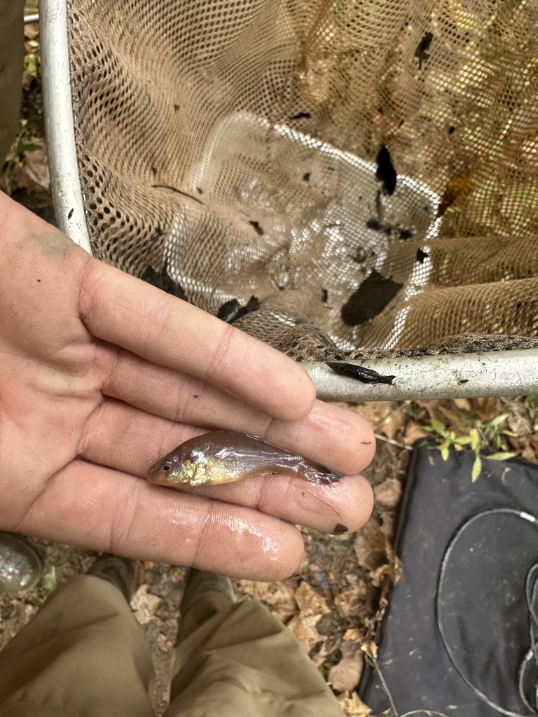 Pirate Perch from Farmville, VA, US on October 17, 2023 at 02:02 PM by ...