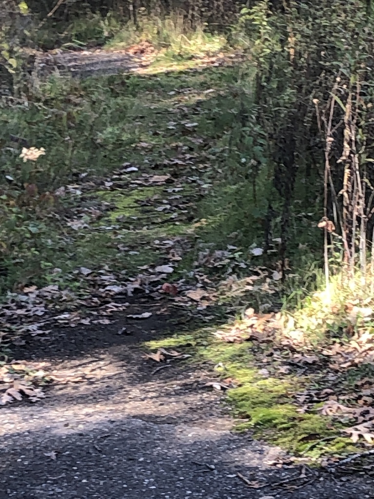 mosses from Johnny Cake Ridge Rd, Apple Valley, MN, US on October 17 ...
