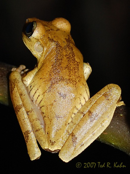 Banana Tree Dwelling Frog from Valera, Estado Trujilo, Venezuela on ...