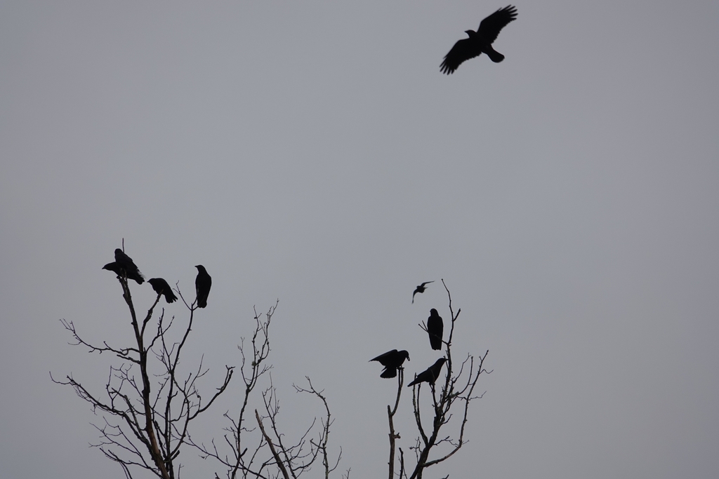American Crow from Bristol, TN, USA on October 17, 2023 at 09:15 AM by ...