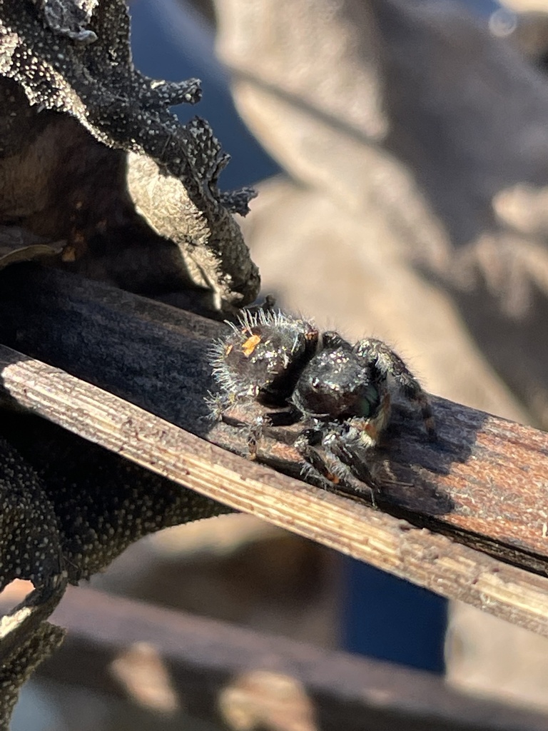 Bold Jumping Spider from Oakton College, Des Plaines, IL, US on October ...