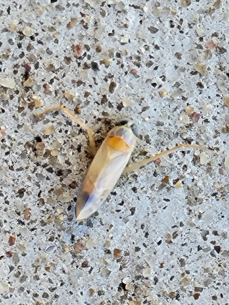 Buenoa from Mountain Home, TX 78058, USA on October 14, 2023 at 11:25 ...