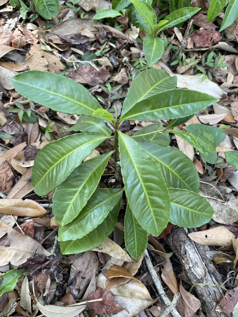 Coralberry from Audubon State Historic-Site, Saint Francisville, LA, US ...