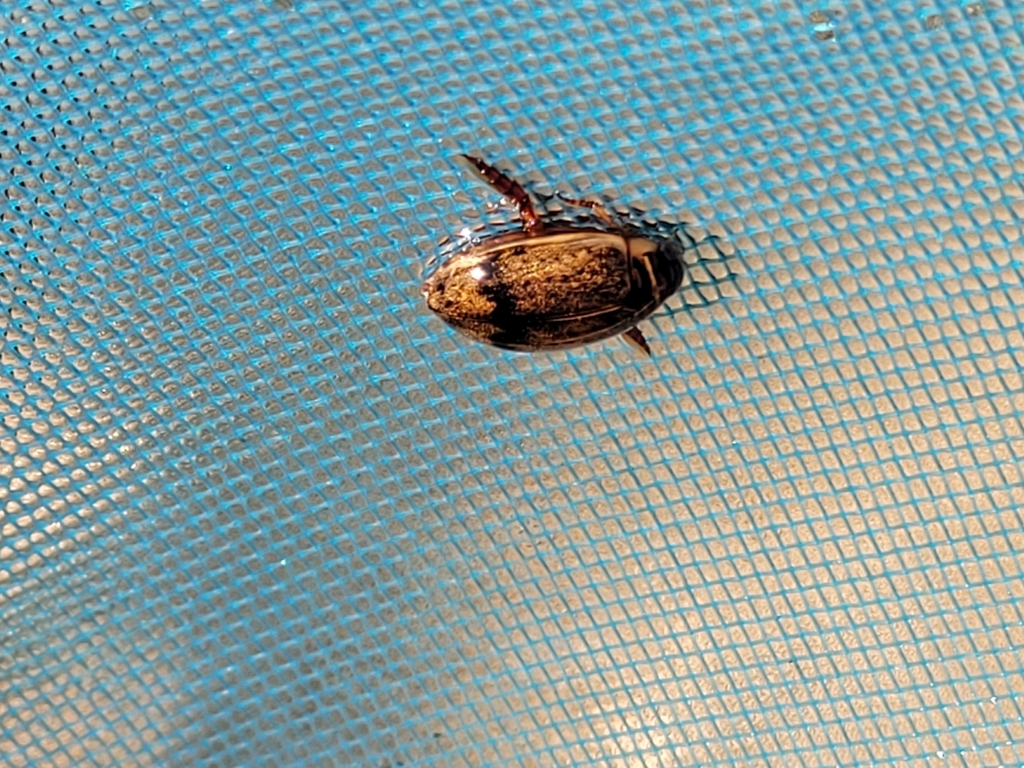 Mottled Diving Beetle from Mountain Home, TX 78058, USA on October 14 ...