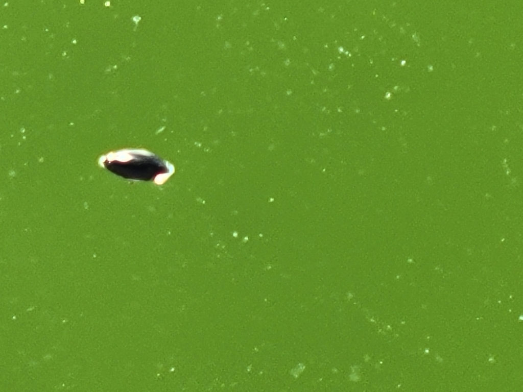 Gyrininae from Mountain Home, TX 78058, USA on October 14, 2023 at 11: ...