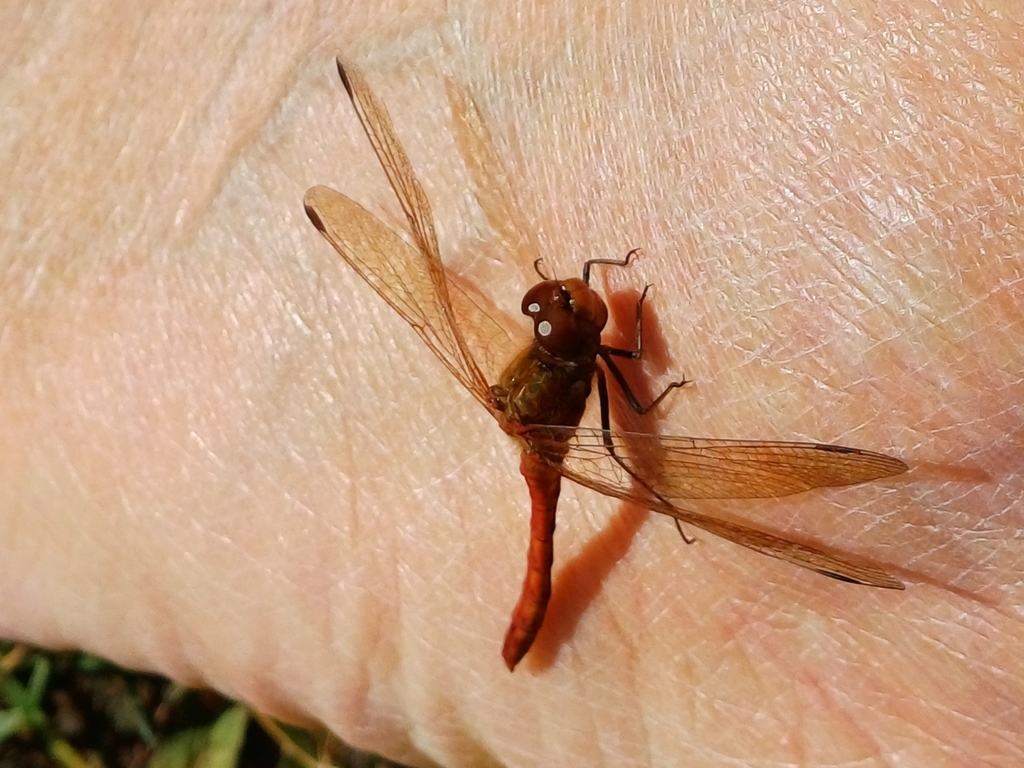 Common Darter from Cambridge CB2, UK on October 17, 2023 at 12:41 PM by ...