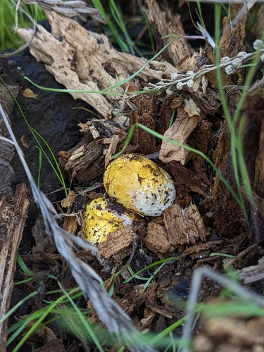 Observations by vnndrxs · iNaturalist