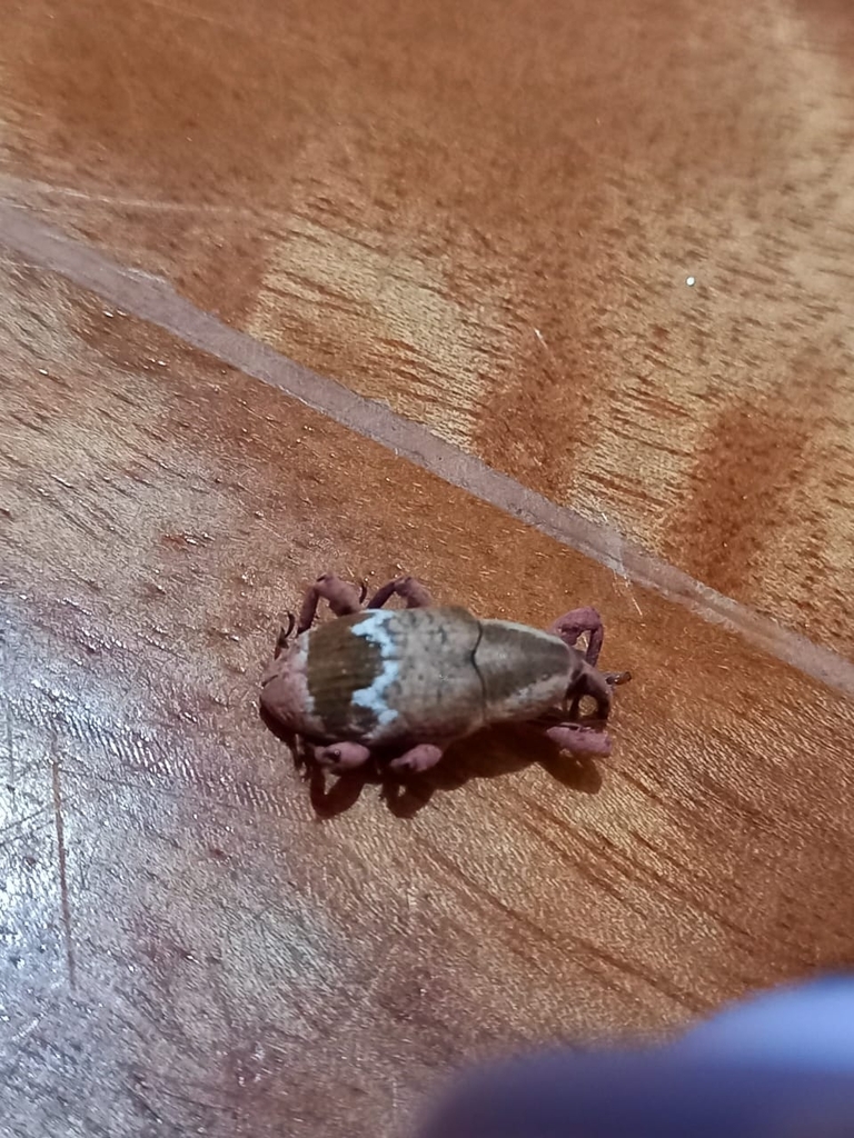 Aclees hirayamai from G87P+PX2, Dipolog City, Zamboanga del Norte ...