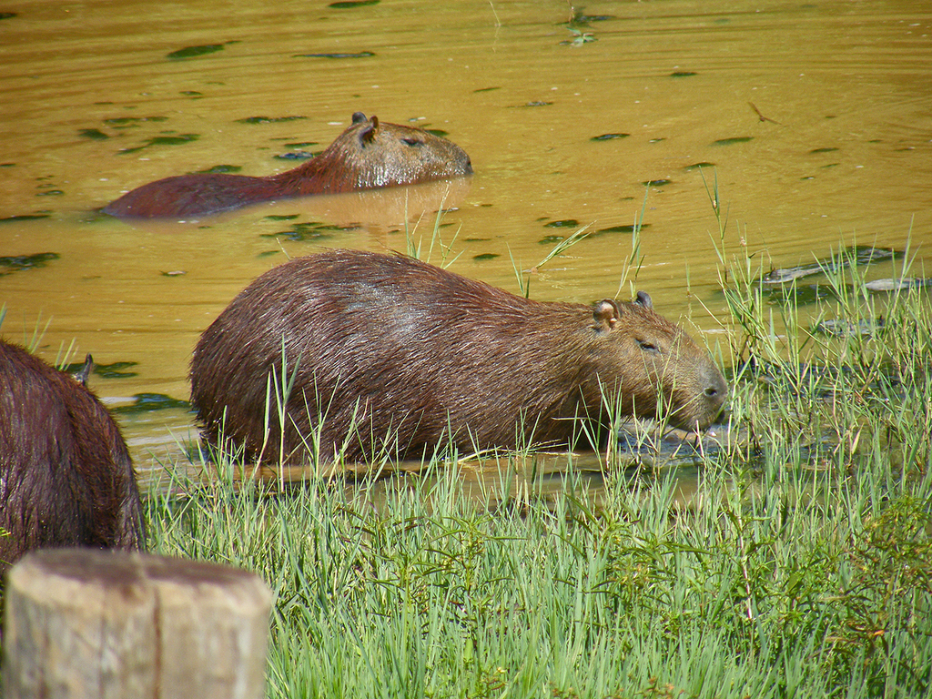 Capybara from Alta Floresta, State of Mato Grosso, 78580-000, Brazil on ...