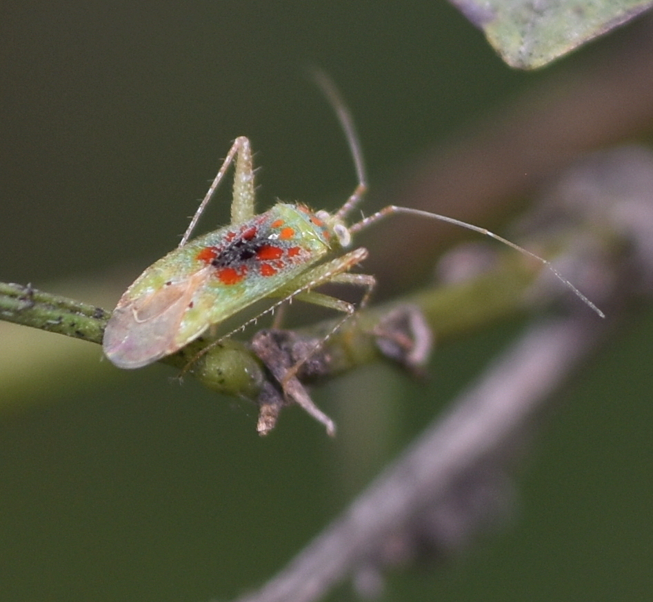 Phytocoris from Tepoztlán, Morelos, Mexico on October 16, 2023 at 10:35 ...