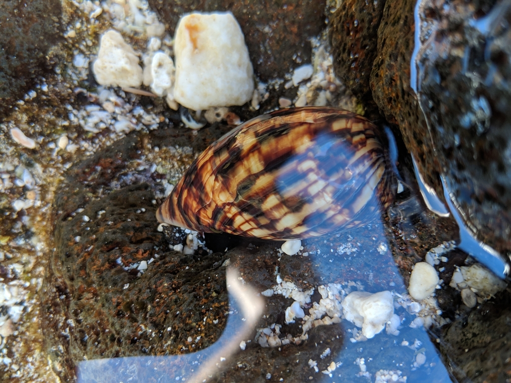 Humpback Cowry from Kalaoa, HI 96740, USA on March 15, 2019 at 11:40 AM ...