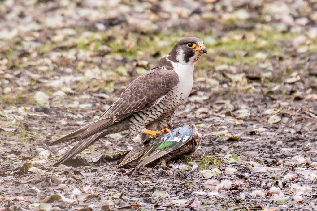 Peregrine Falcon in September 2020 by Peter Gadd · iNaturalist