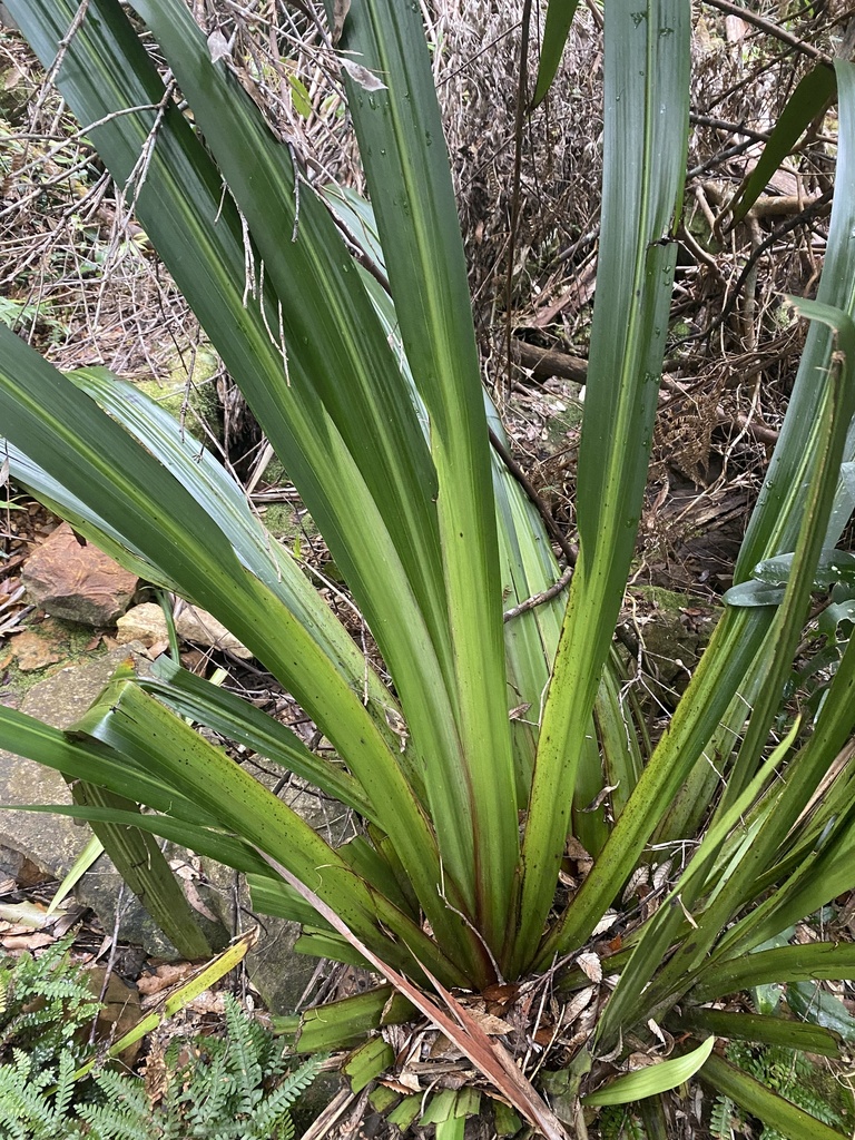 Stream Lily from Springbrook National Park, Springbrook, QLD, AU on ...