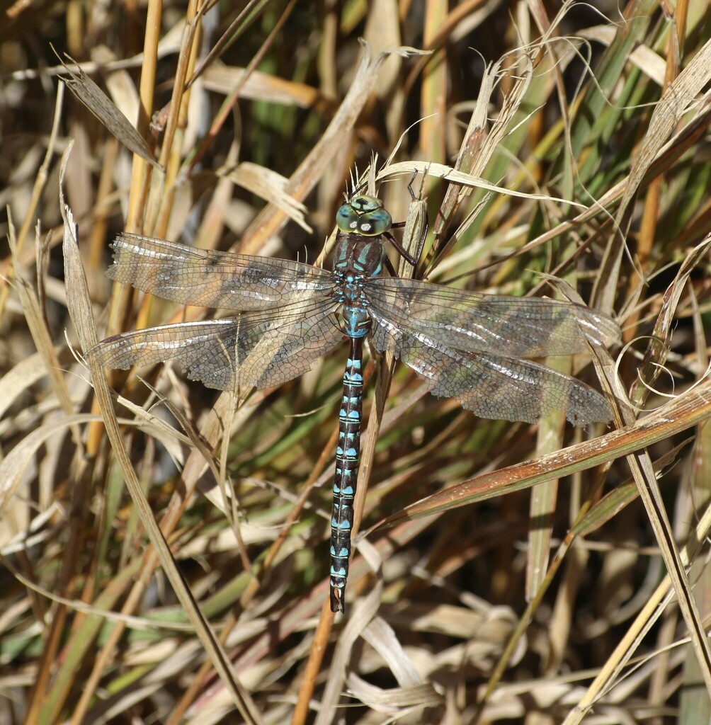 Shadow Darner from Quincy Reservoir City of Aurora Open Space on ...