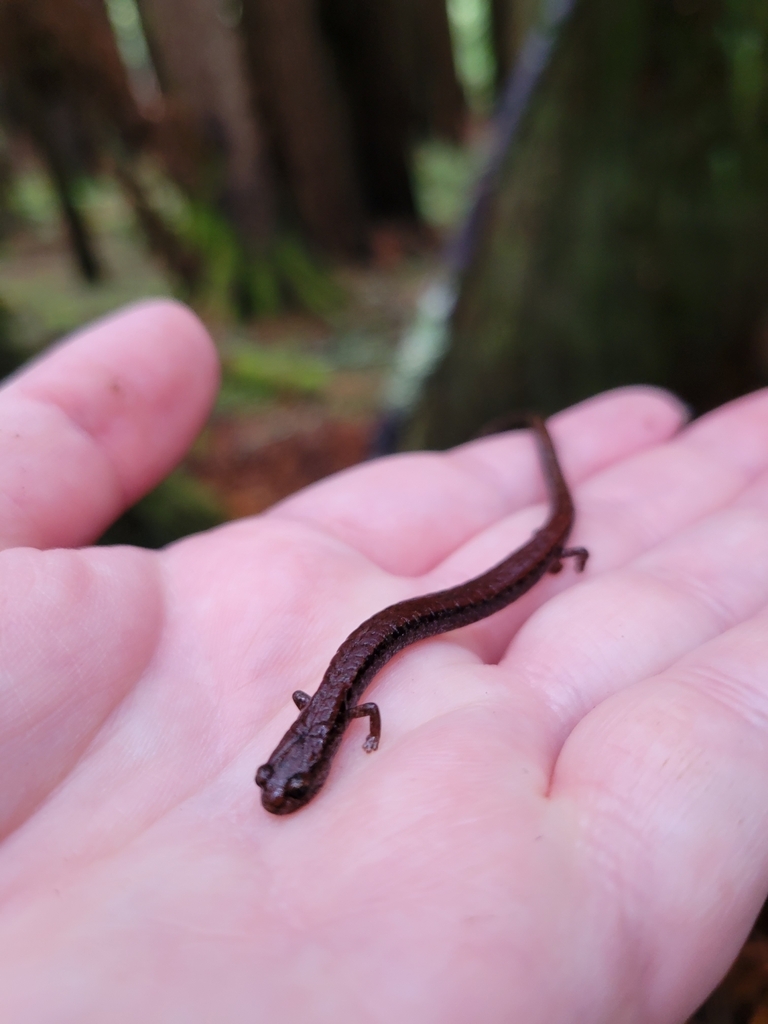 California Slender Salamander in October 2023 by Kieran Pick. Found ...