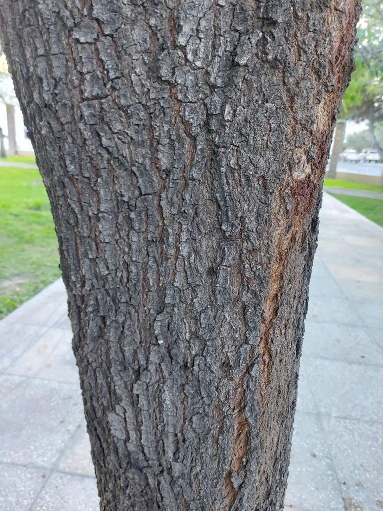 Encino blanco desde Anáhuac, San Nicolás de los Garza, N.L., México el ...
