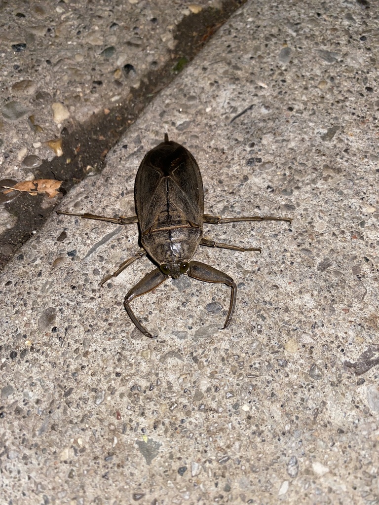 American Giant Water Bug from Albert St, Waterloo, ON, CA on October 17 ...
