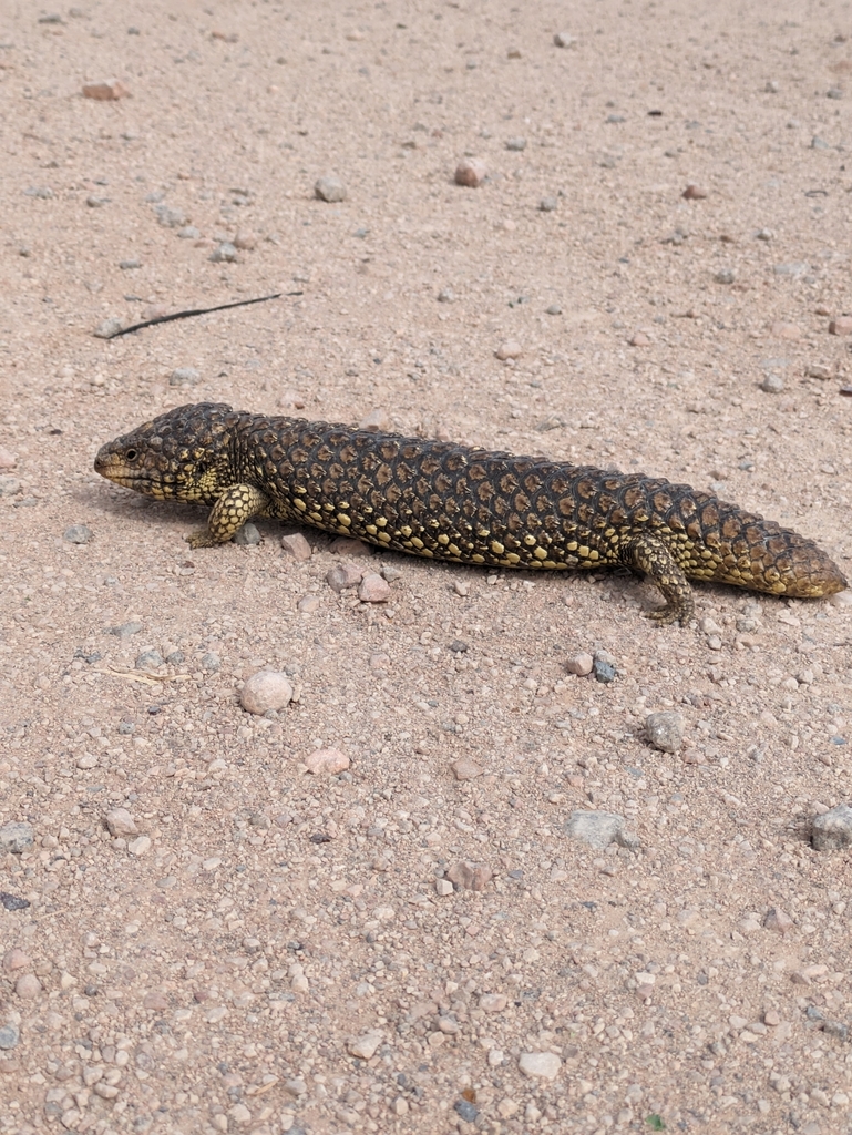 Shingleback Lizard from Coorabie SA 5690, Australia on October 11, 2023 ...